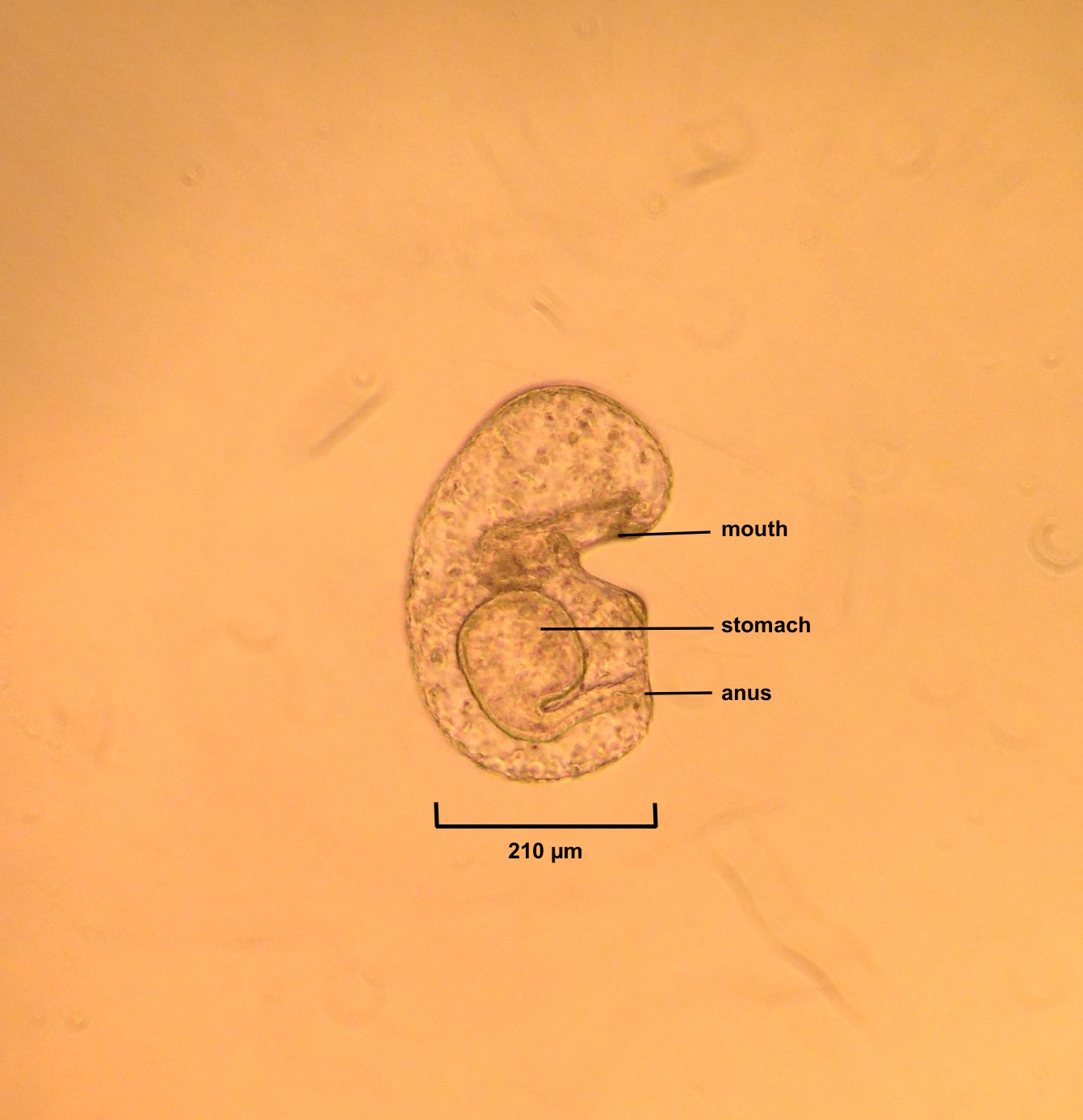 larvae – Page 3 – Notes from a California naturalist
