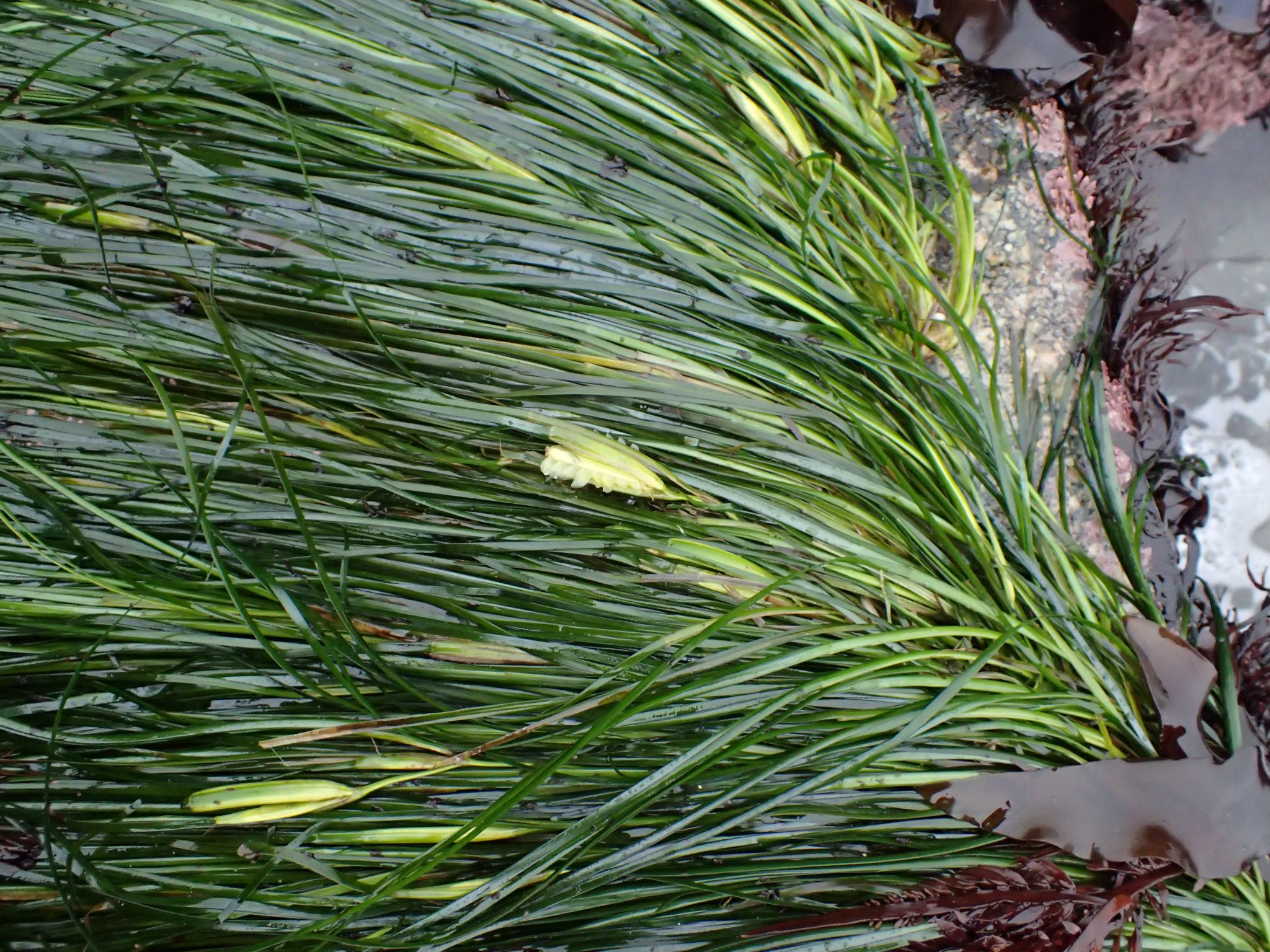 Coming back to life – Notes from a California naturalist