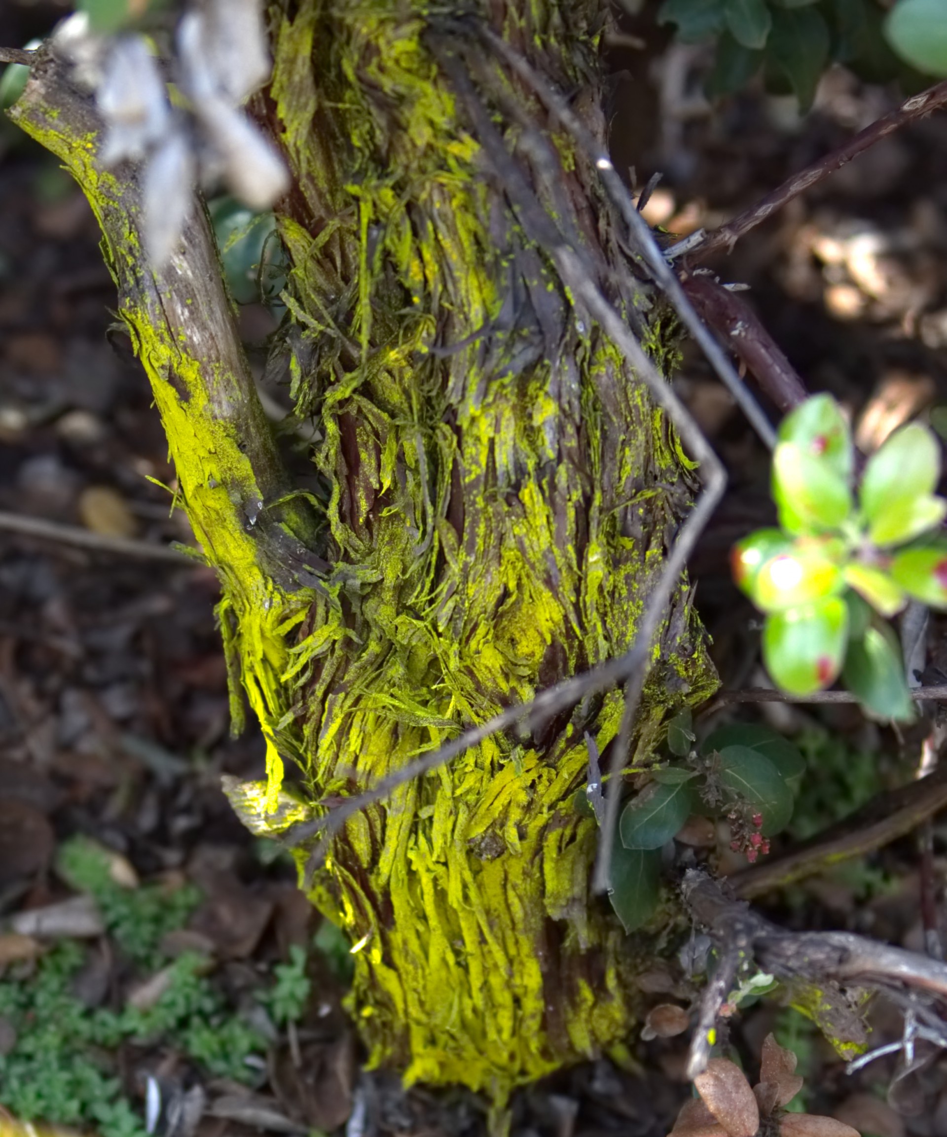 Blitzing an old military base – Notes from a California naturalist