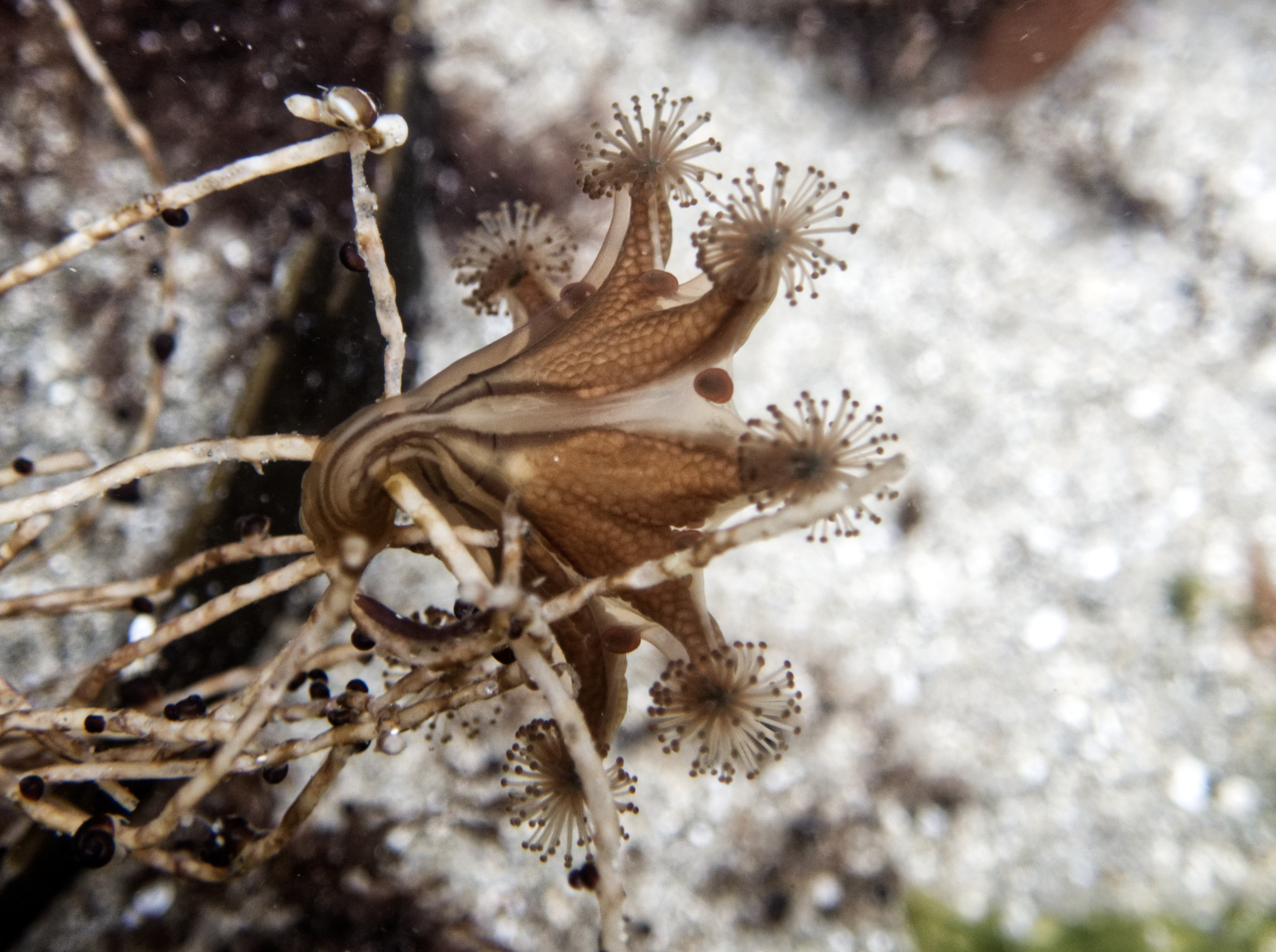 Things strange and beautiful – Notes from a California naturalist