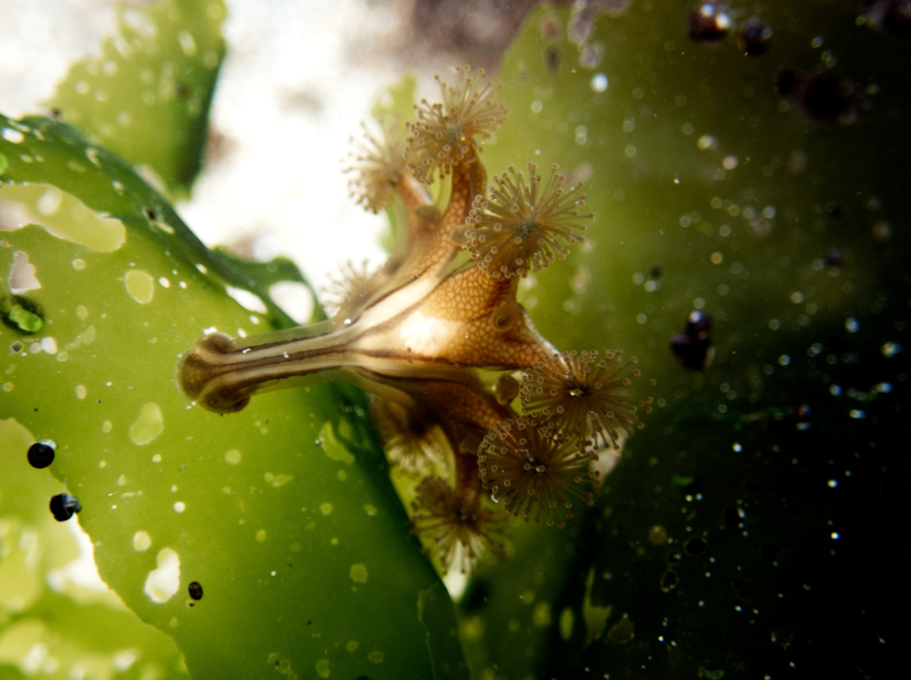 Things strange and beautiful – Notes from a California naturalist