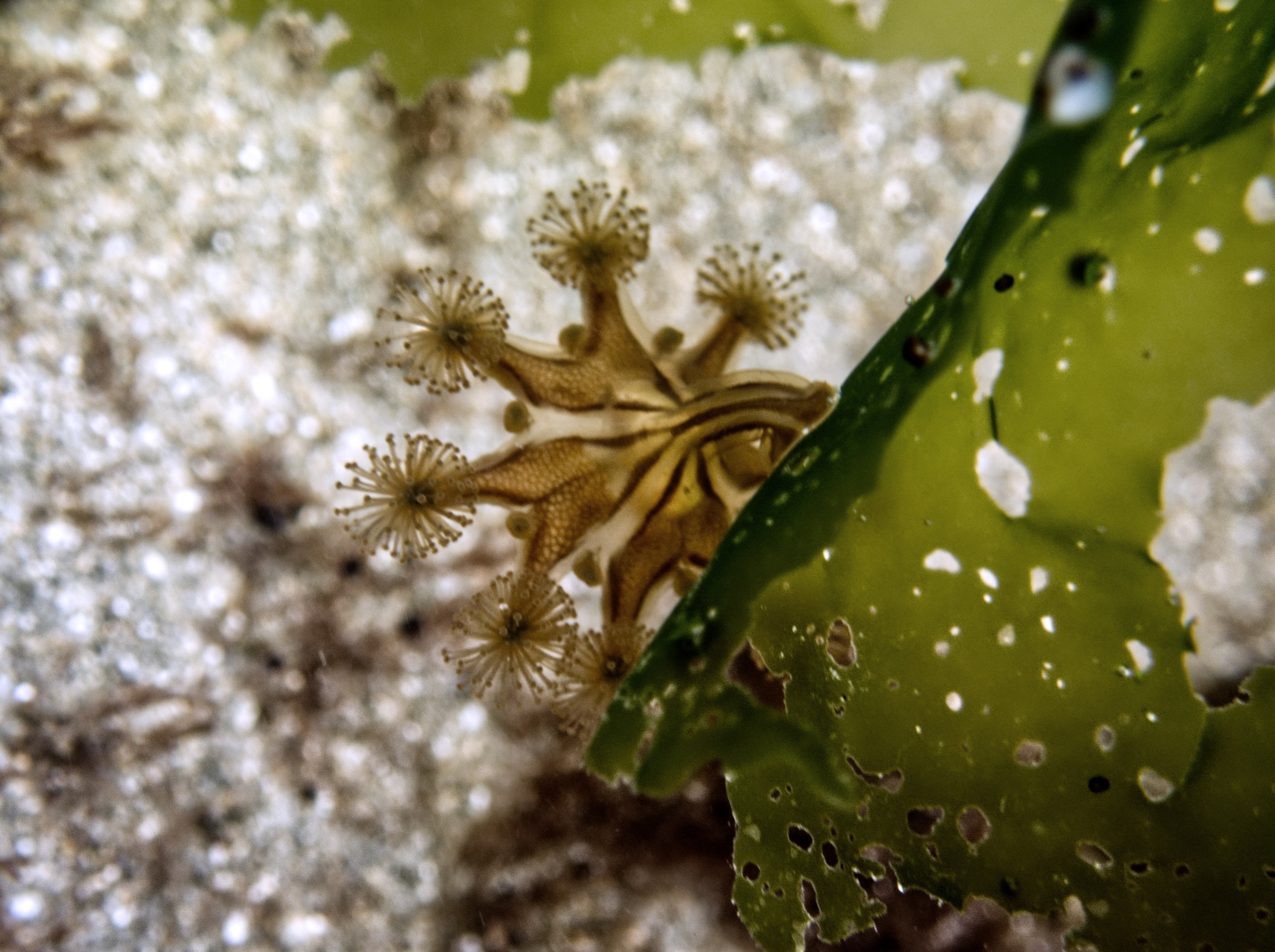 Things strange and beautiful – Notes from a California naturalist