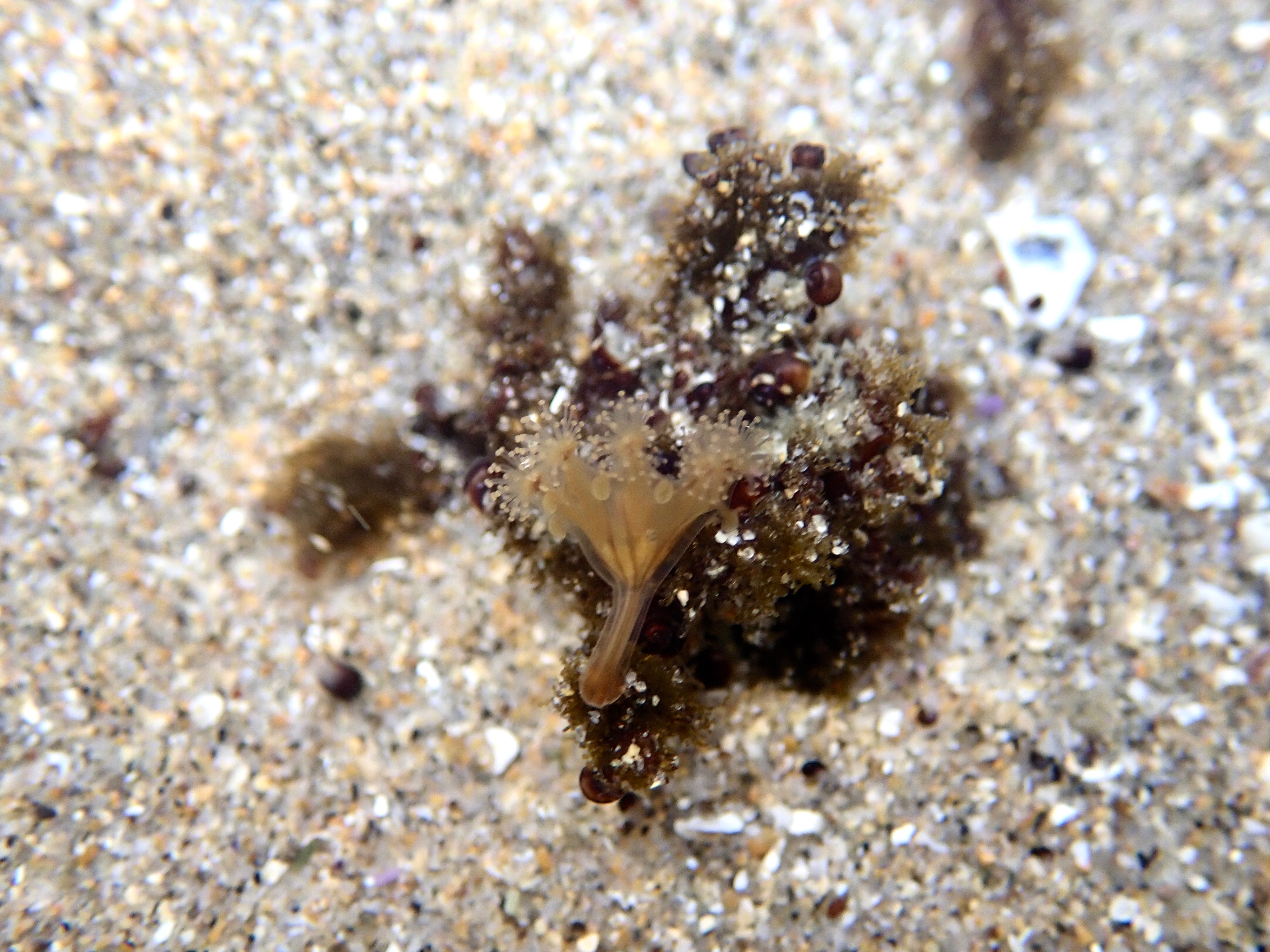Things strange and beautiful – Notes from a California naturalist