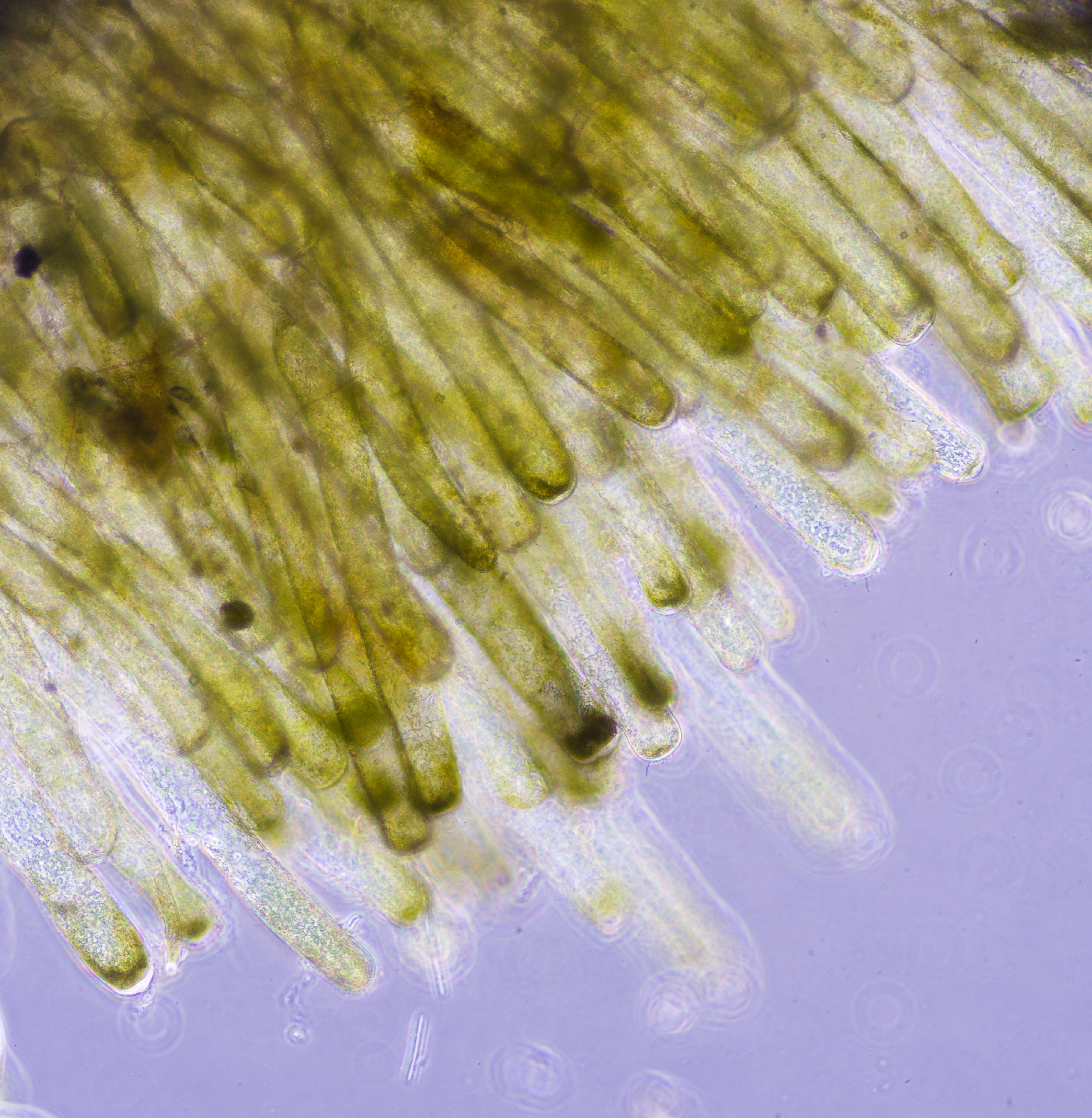 Green – Notes from a California naturalist