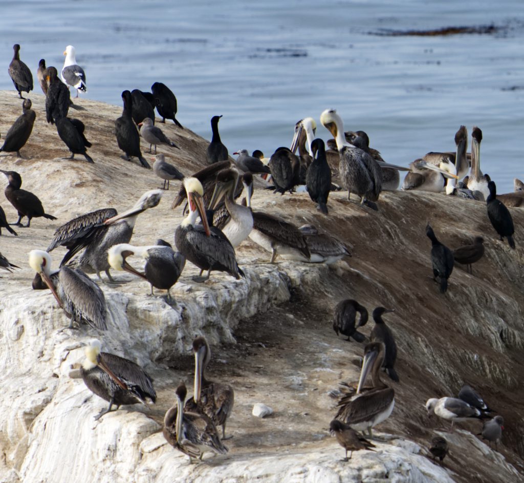Webbed feet, but not a duck! – Notes from a California naturalist