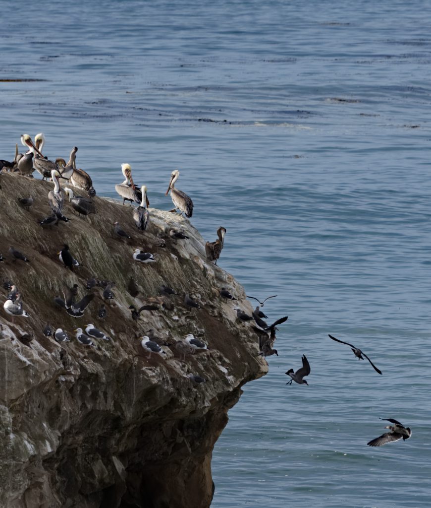 Webbed feet, but not a duck! – Notes from a California naturalist
