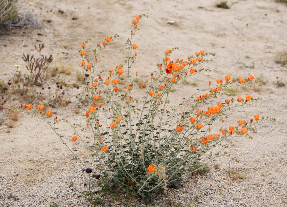 Where the streets have no name – Notes from a California naturalist