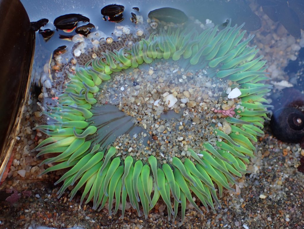 algae – Notes from a California naturalist