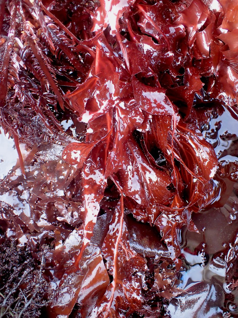 Algae at Pigeon Point – Notes from a California naturalist