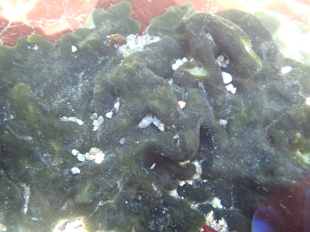 algae – Notes from a California naturalist