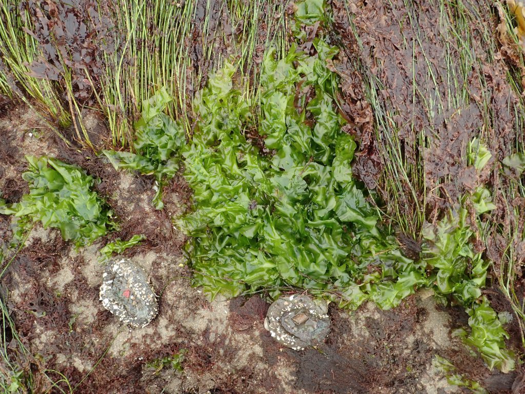 algae – Notes from a California naturalist