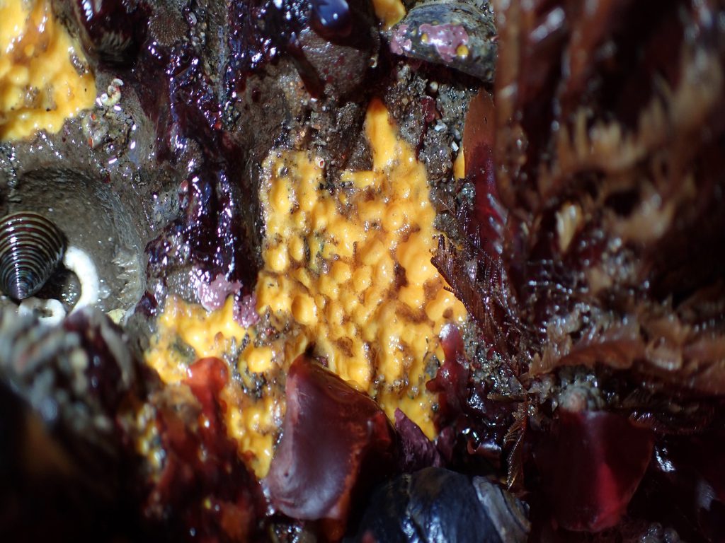 algae – Notes from a California naturalist