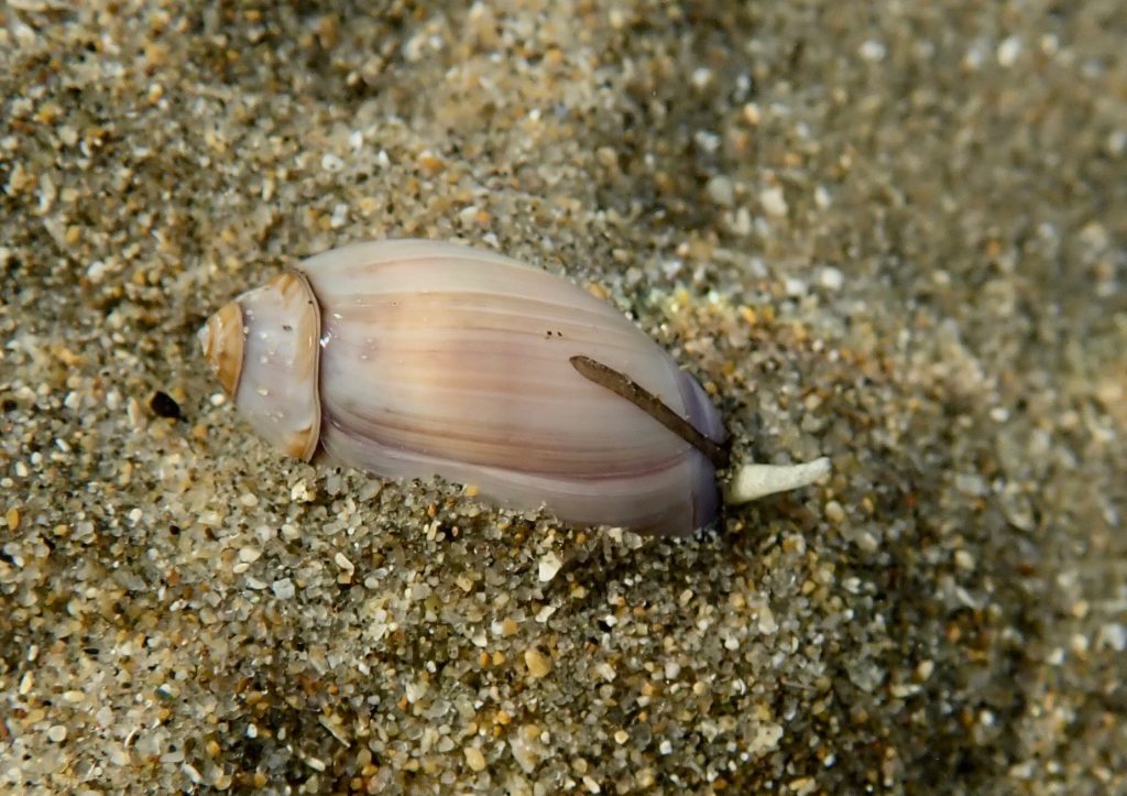 A sand-dwelling sea star – Notes from a California naturalist