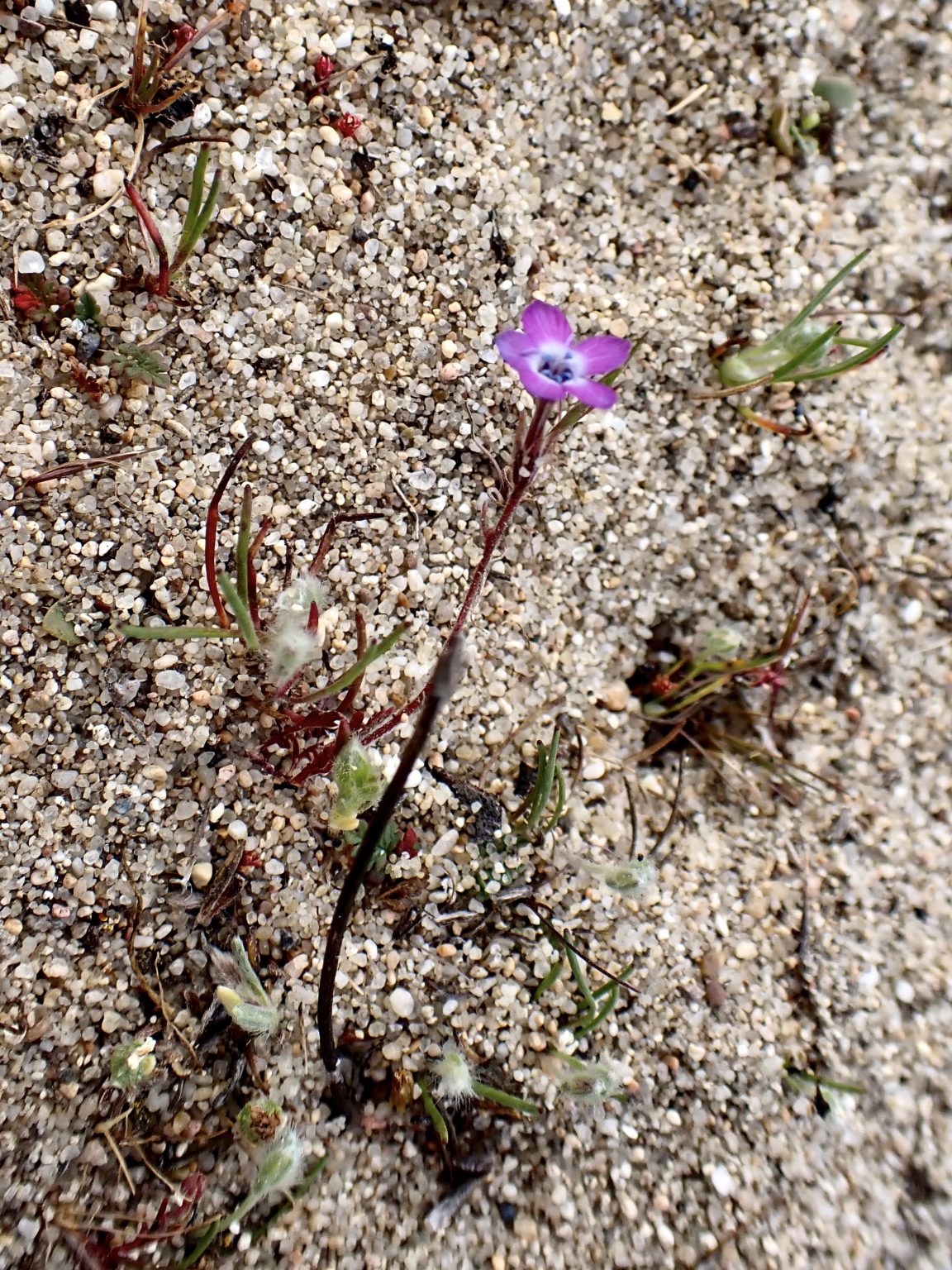 Practicing ecology on a defunct military base – Notes from a California ...
