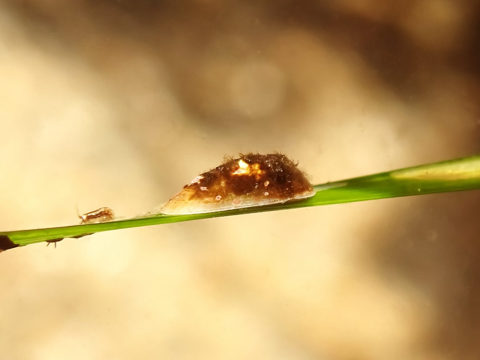 Plants and algae as real estate – Notes from a California naturalist