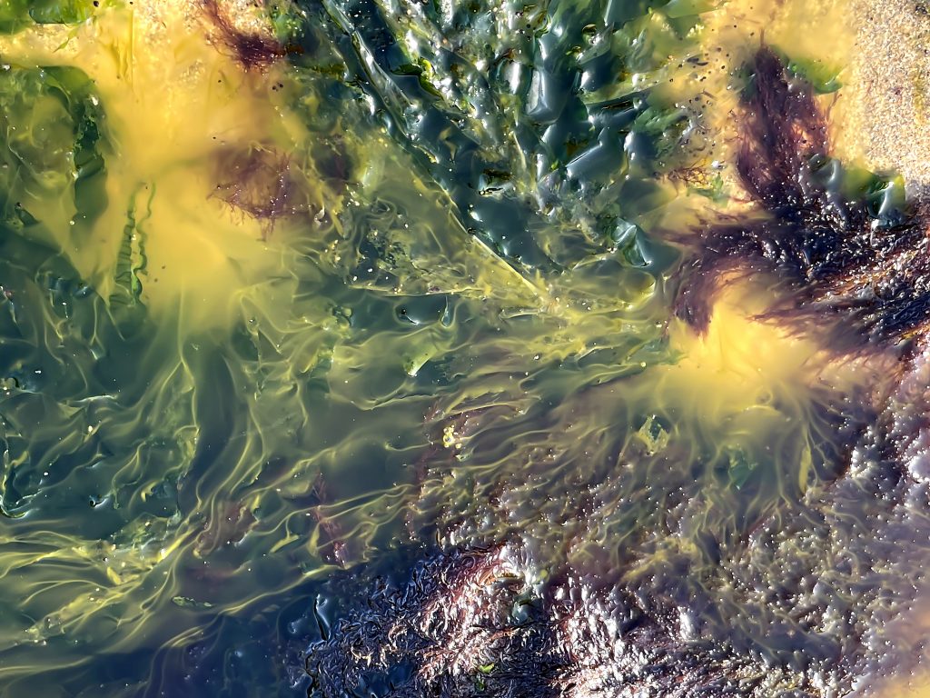 algae – Notes from a California naturalist