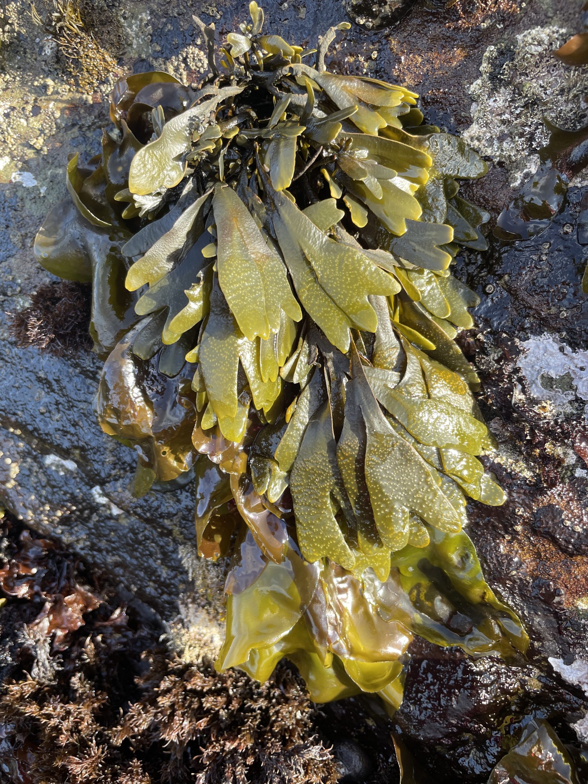 Beauty at low tide – Notes from a California naturalist