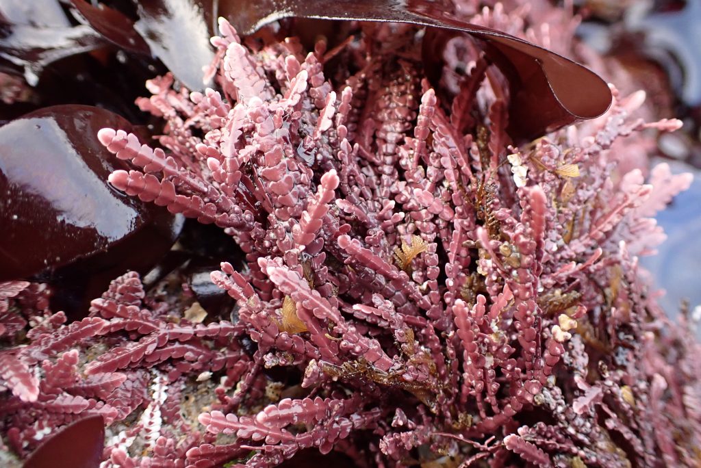 algae – Notes from a California naturalist