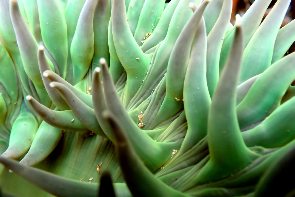 algae – Notes from a California naturalist